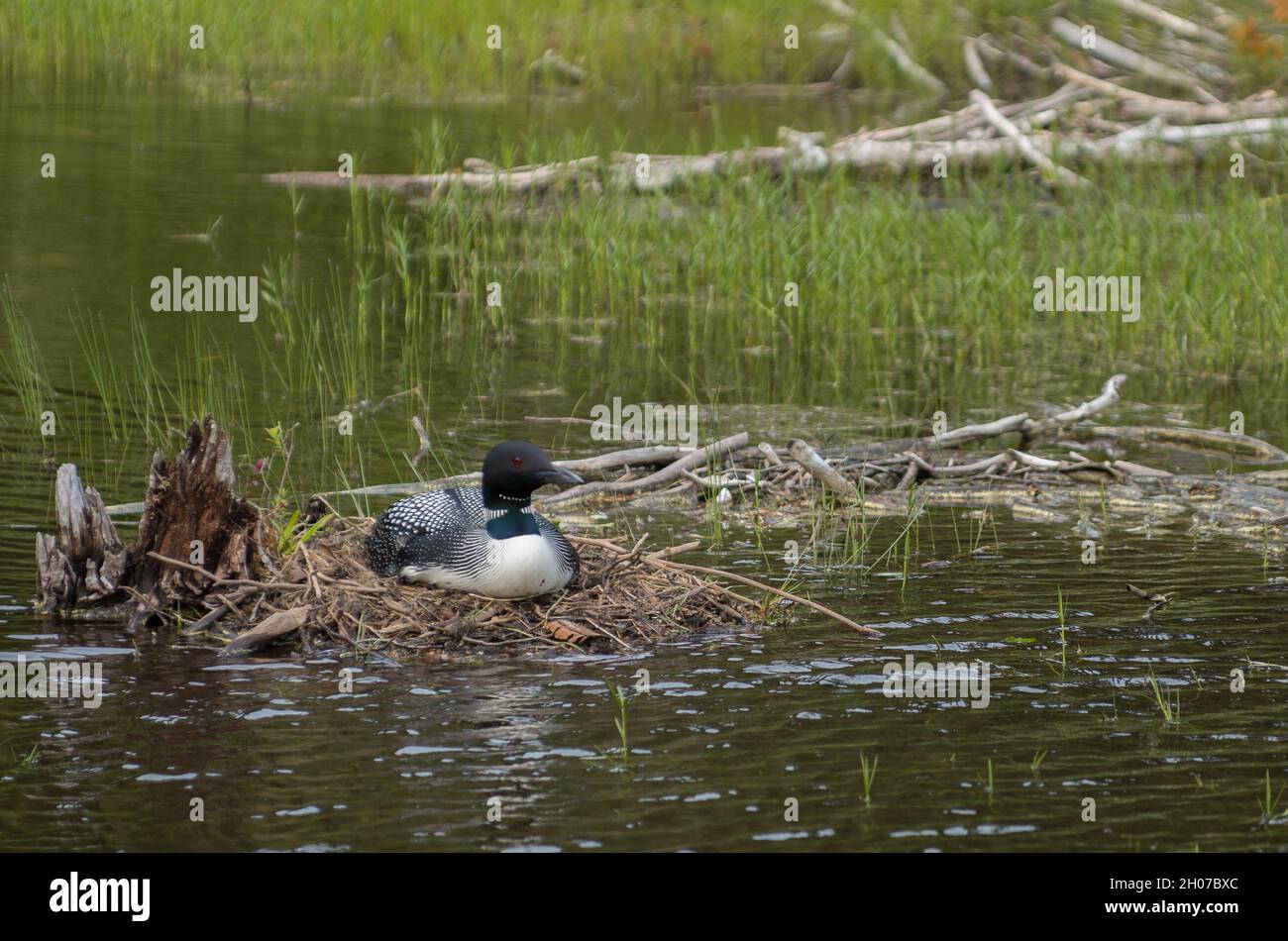 Loon nesting habitat hi-res stock photography and images - Alamy