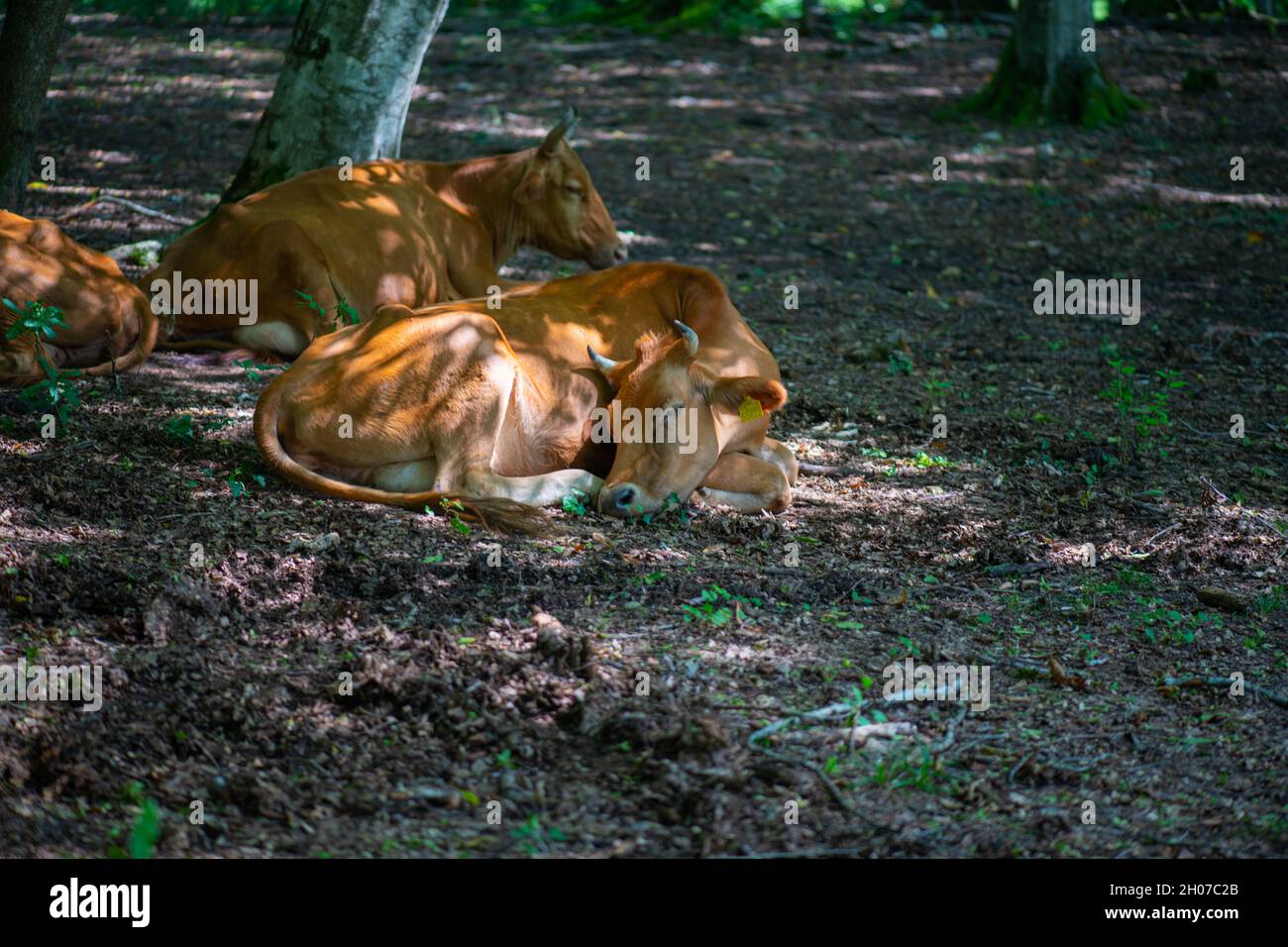 Black Cows Under Trees High Resolution Stock Photography and Images - Alamy