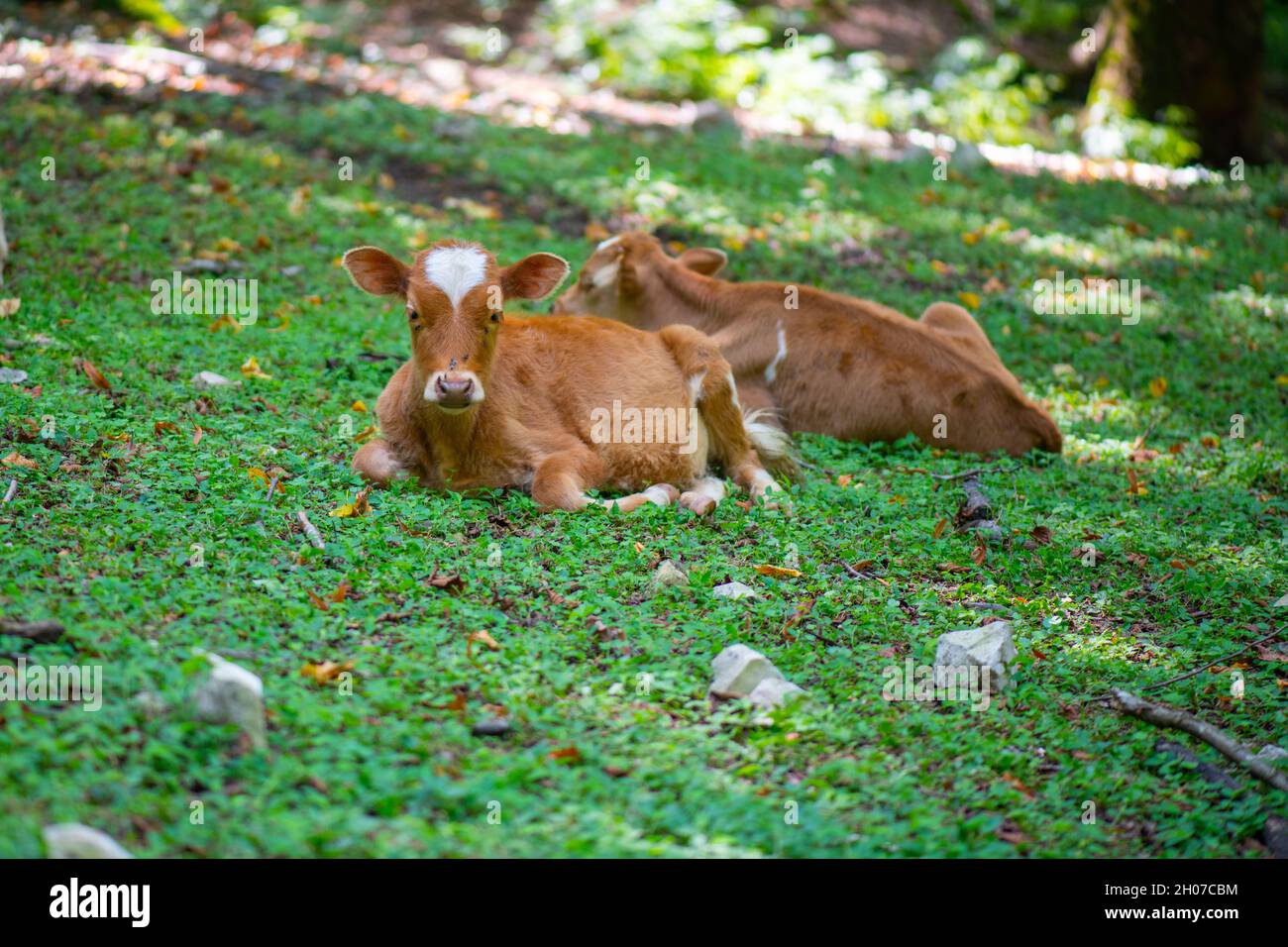 Sleeping cow on grass hi-res stock photography and images - Alamy