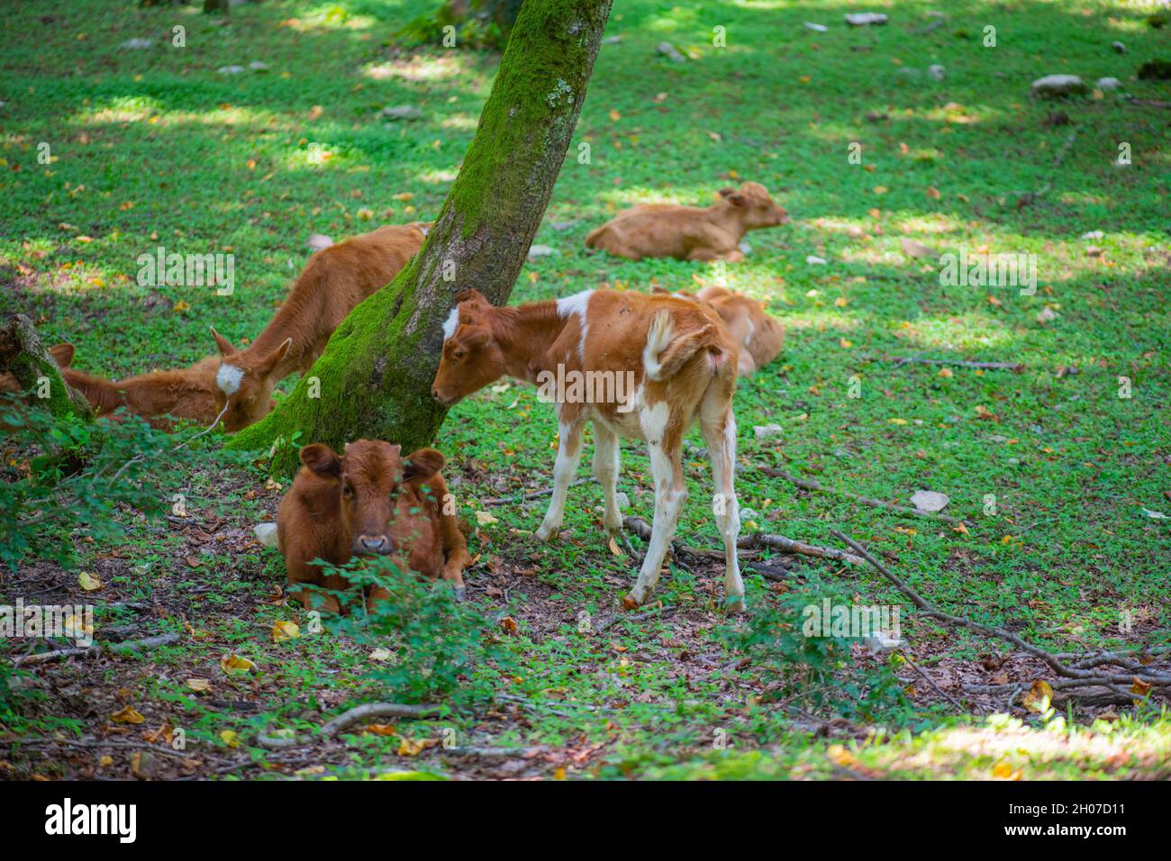 Many calves hi-res stock photography and images - Alamy