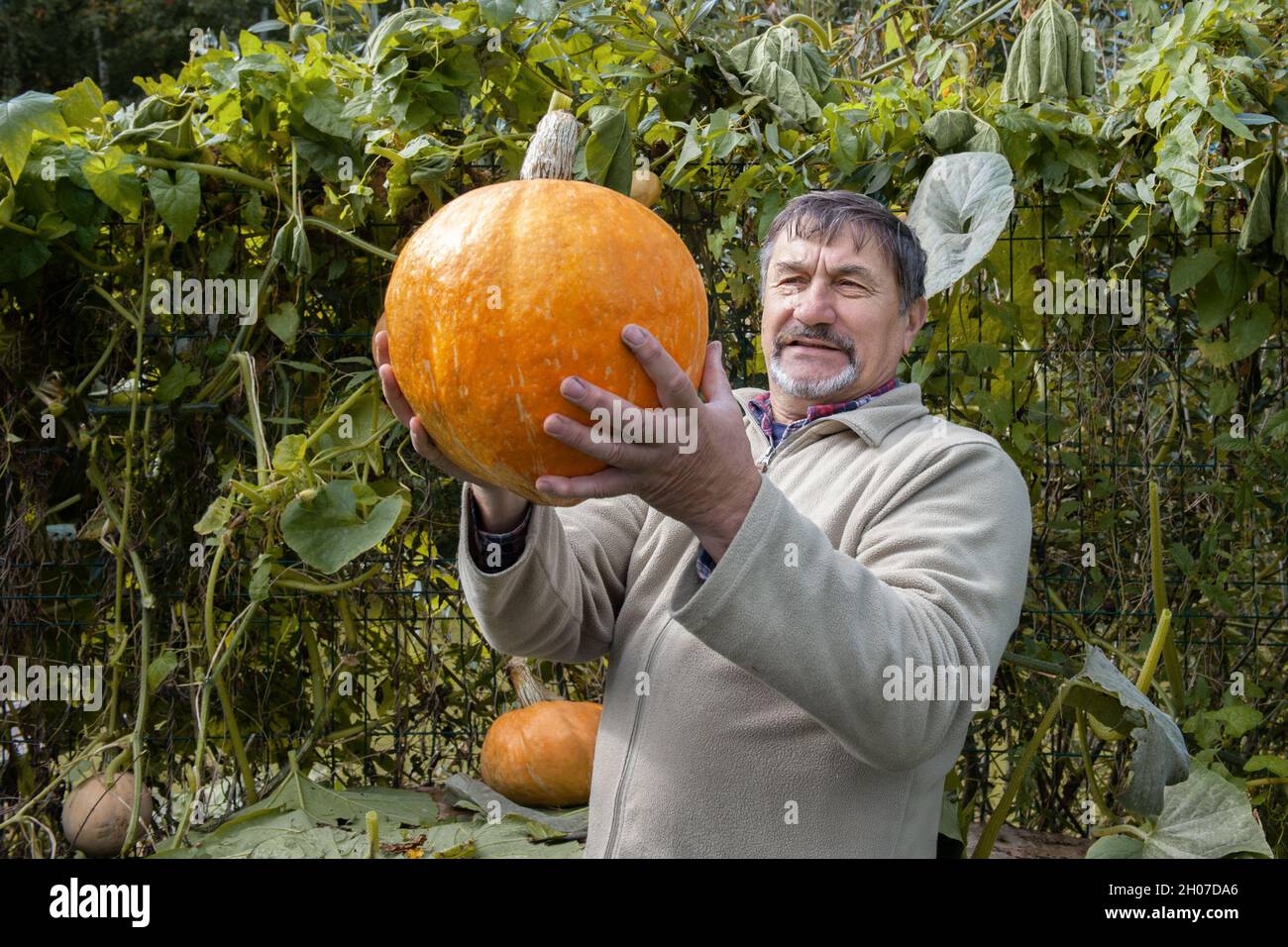gray-haired old farmer with a beard holds a large pumpkin in his hands ...