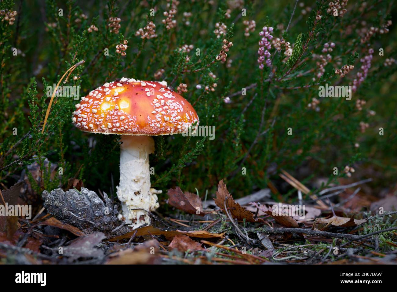 Toadstools on forest floor hi-res stock photography and images - Alamy