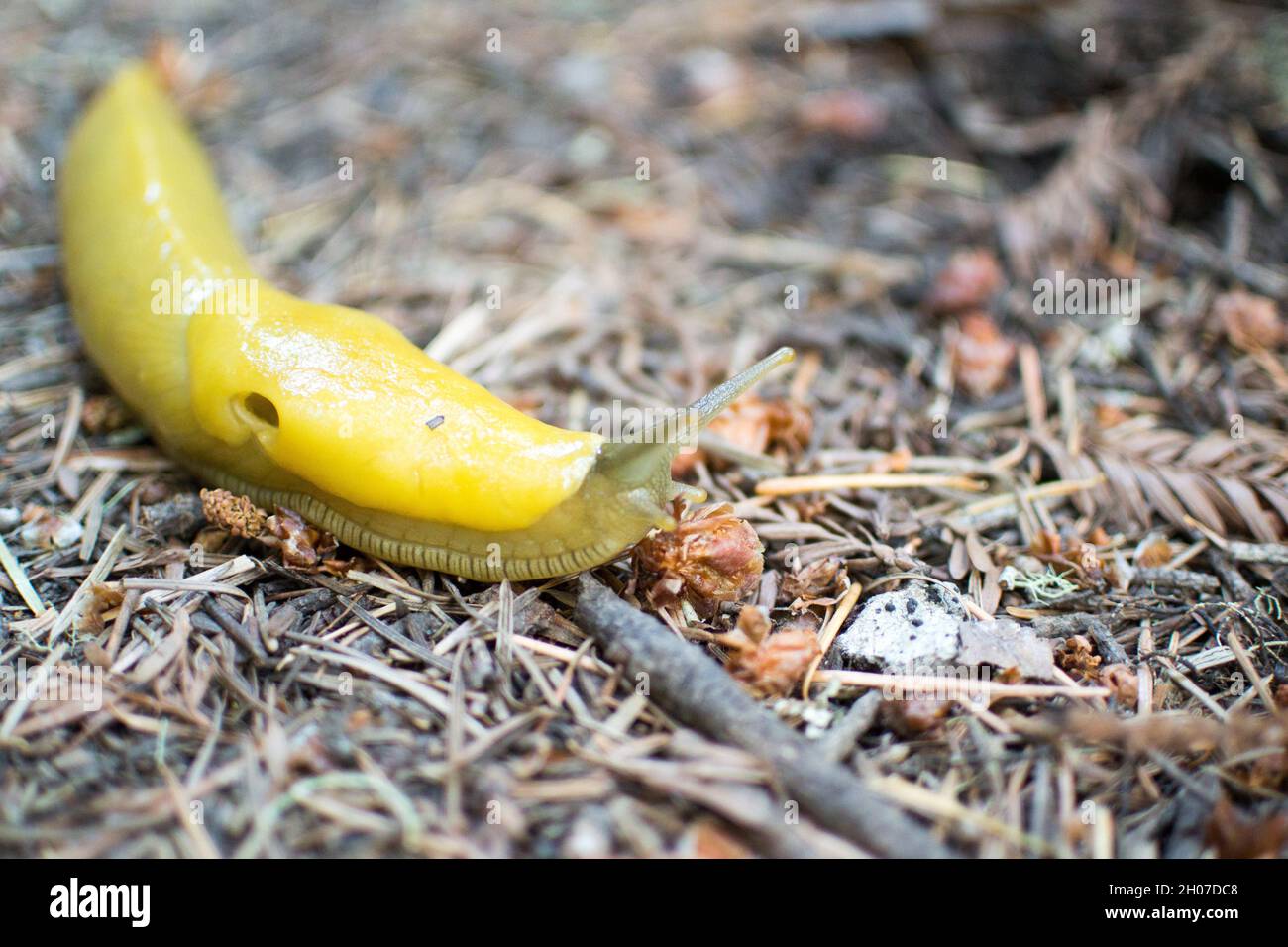 A bright yellow banana slug on pine needles on forest floor Sam ...