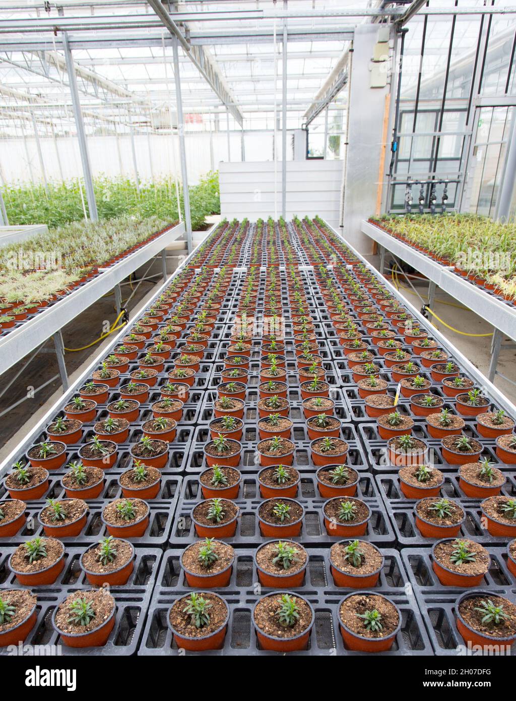 Plants in small flower pots in modern greenhouse Stock Photo - Alamy