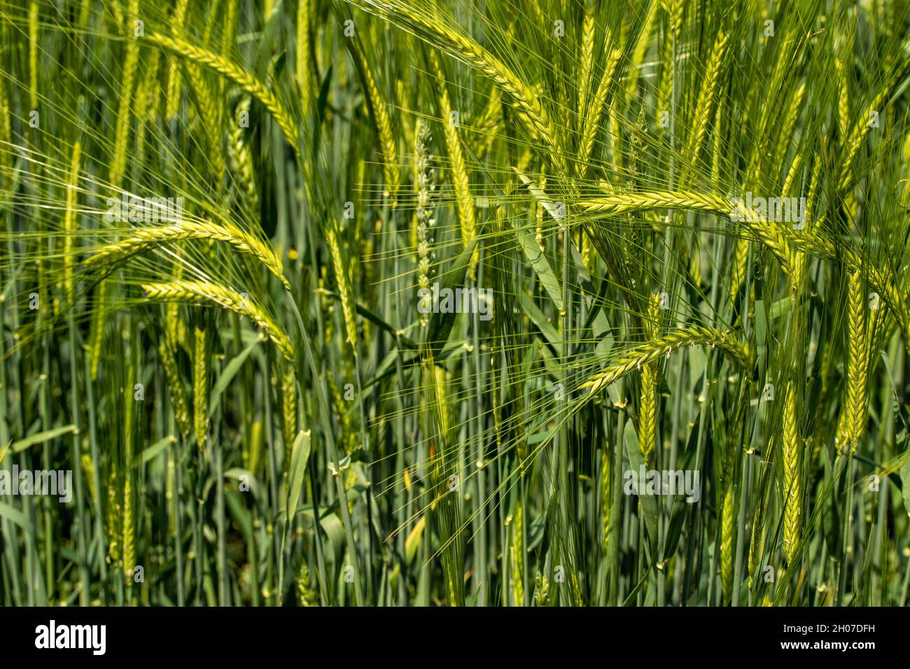 Close-up agricultural Barley spikes, Hordeum vulgare, waving in warm ...