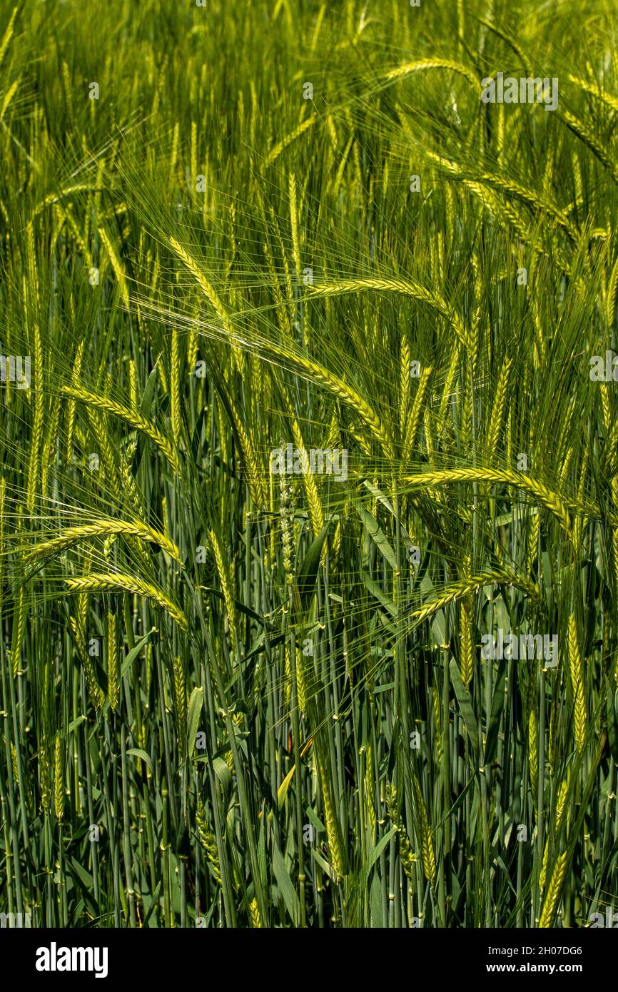 Close-up agricultural Barley spikes, Hordeum vulgare, waving in warm ...