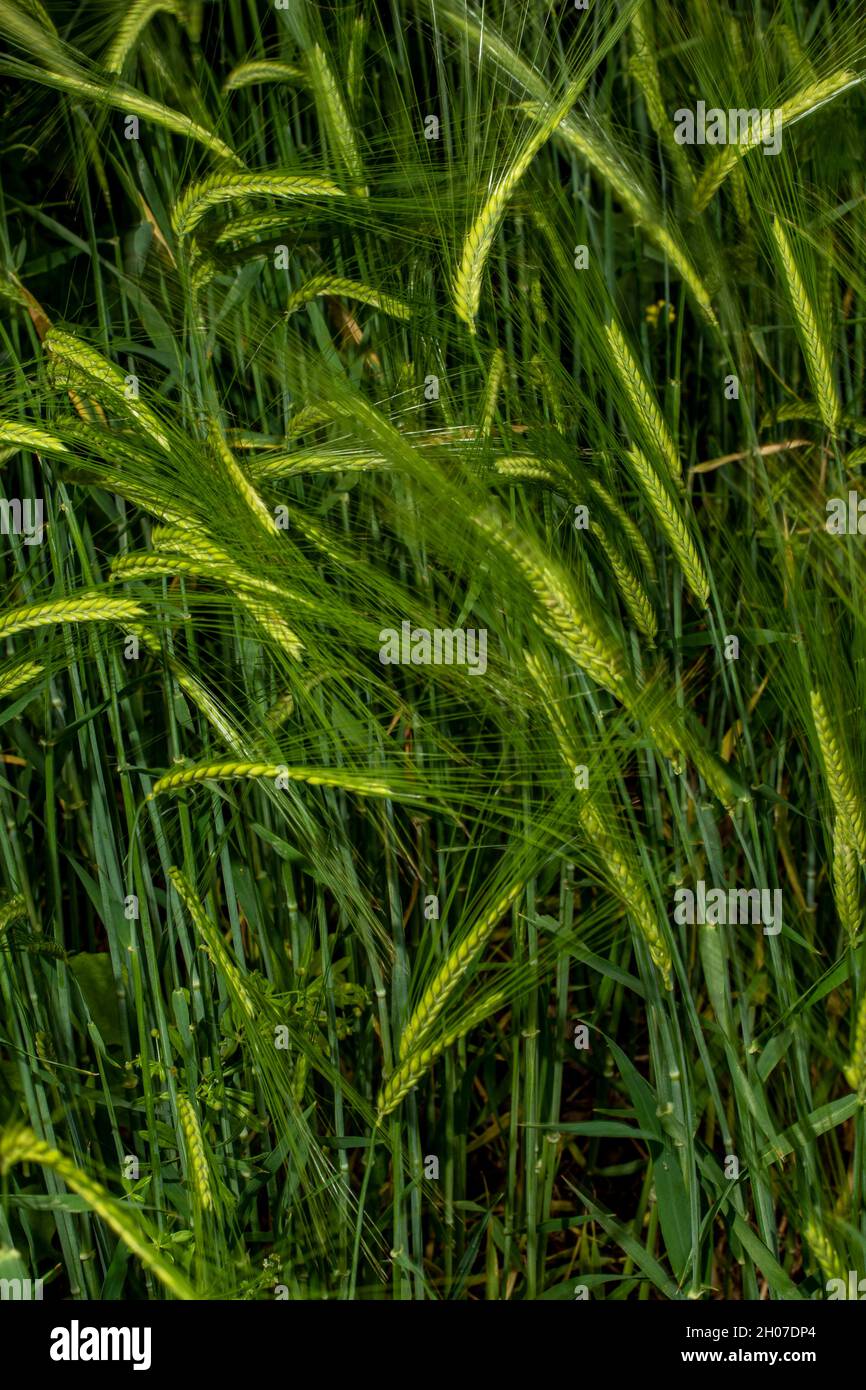 Close-up agricultural Barley spikes, Hordeum vulgare, waving in warm ...