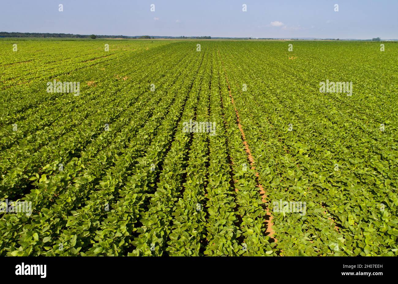 Aerial image of soybean field in early summer shoot from drone Stock ...