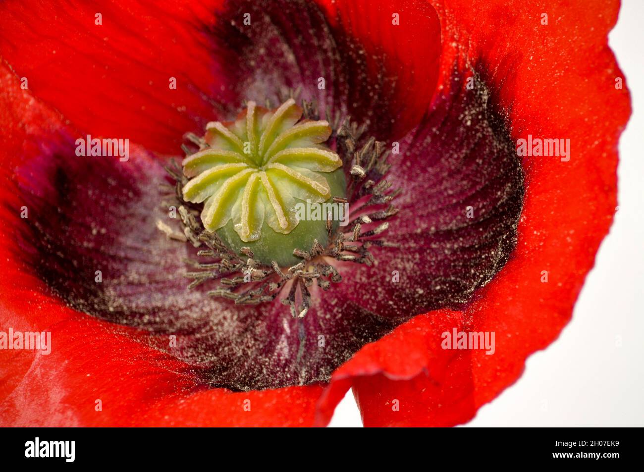 A close up of a Red poppy (papaver somniferum) set against a white ...