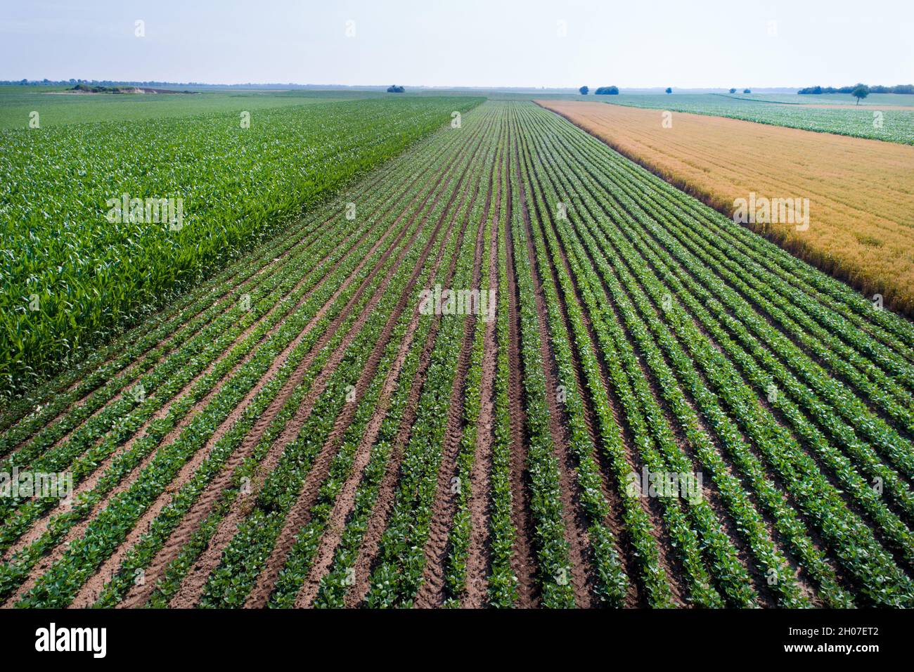 Aerial image of soybean field in early summer shoot from drone Stock ...