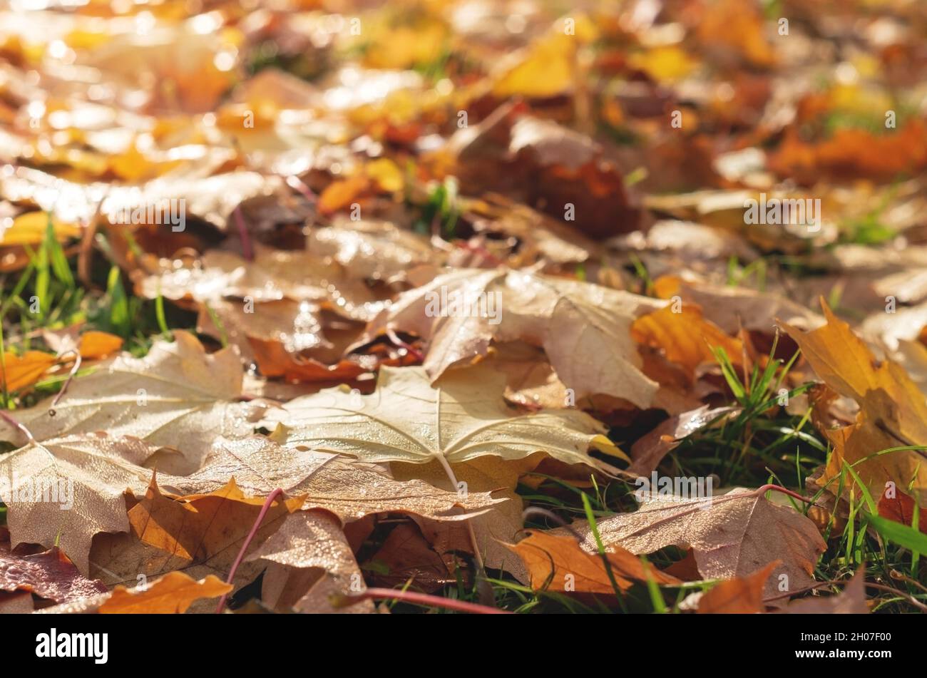Fallen leaf ground cover hi-res stock photography and images - Alamy