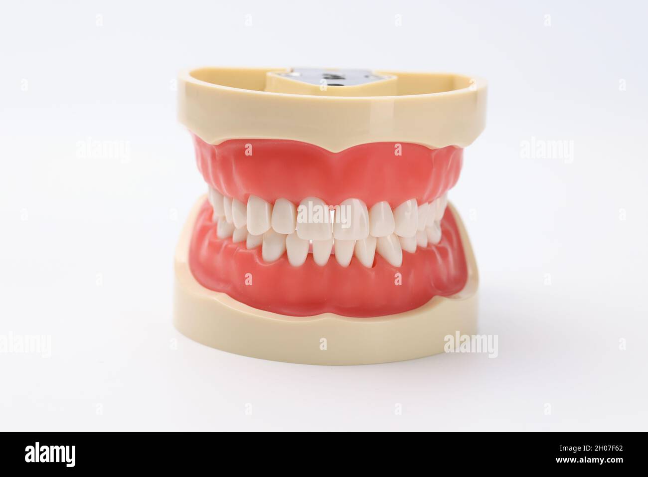 Beautiful artificial jaw with white even teeth closeup Stock Photo - Alamy