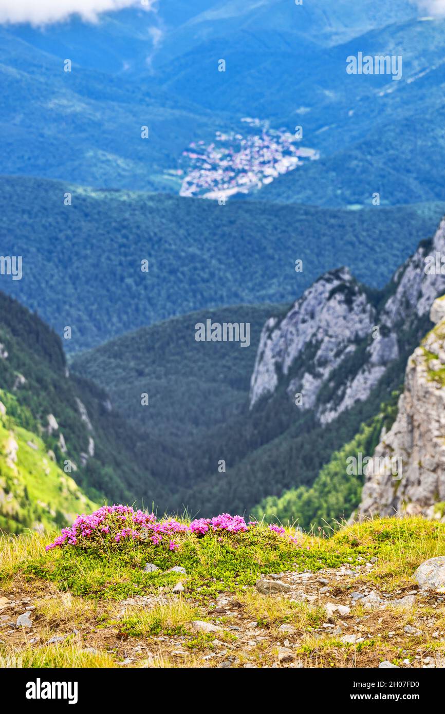 Rhododendron flowers in Bucegi mountains Stock Photo - Alamy