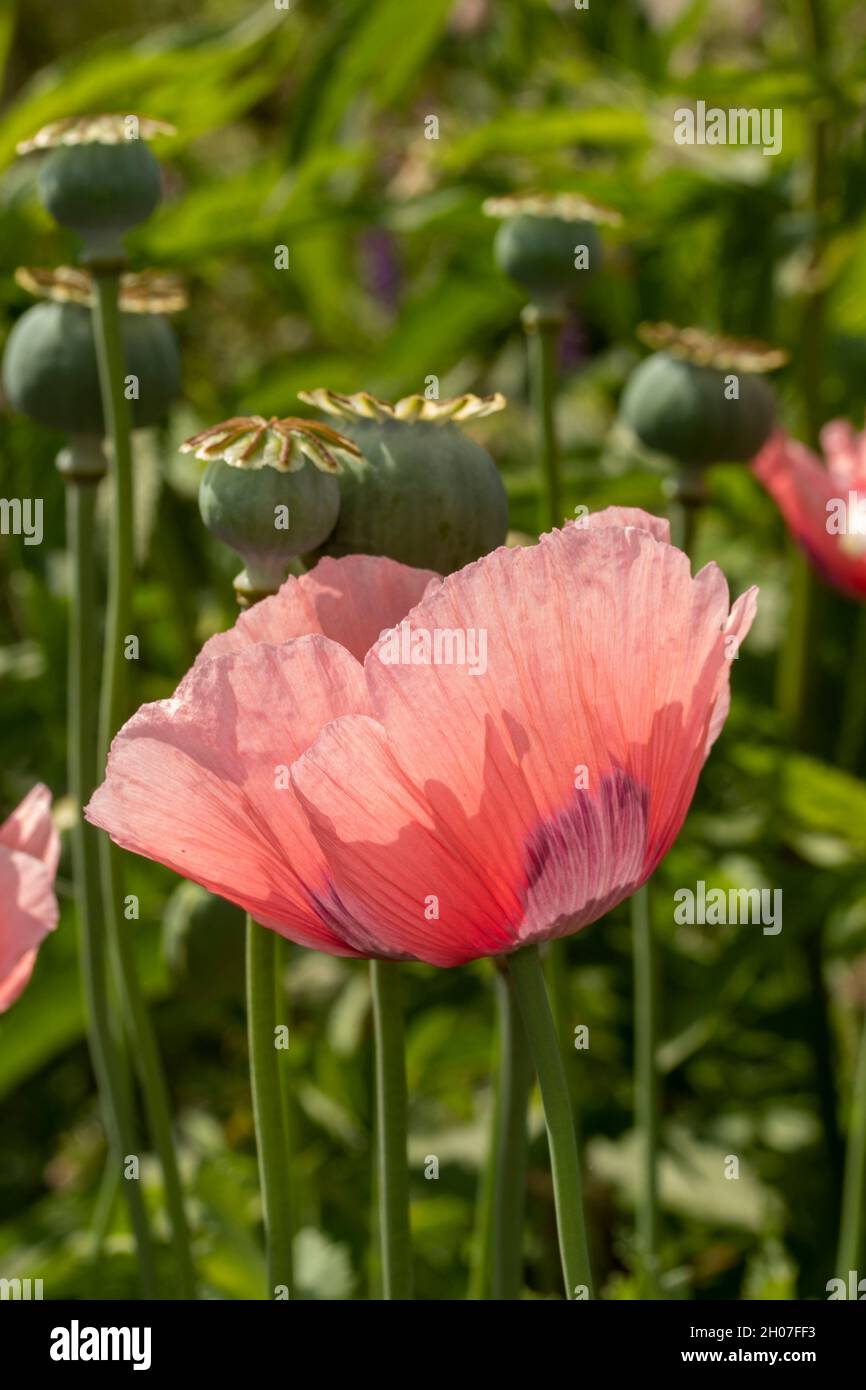 Translucent pink opium poppy (Papaver somniferum), bloom with seed ...