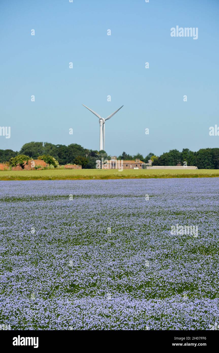 A field with a crop of blue linseed (flax) with farm buildings and a ...