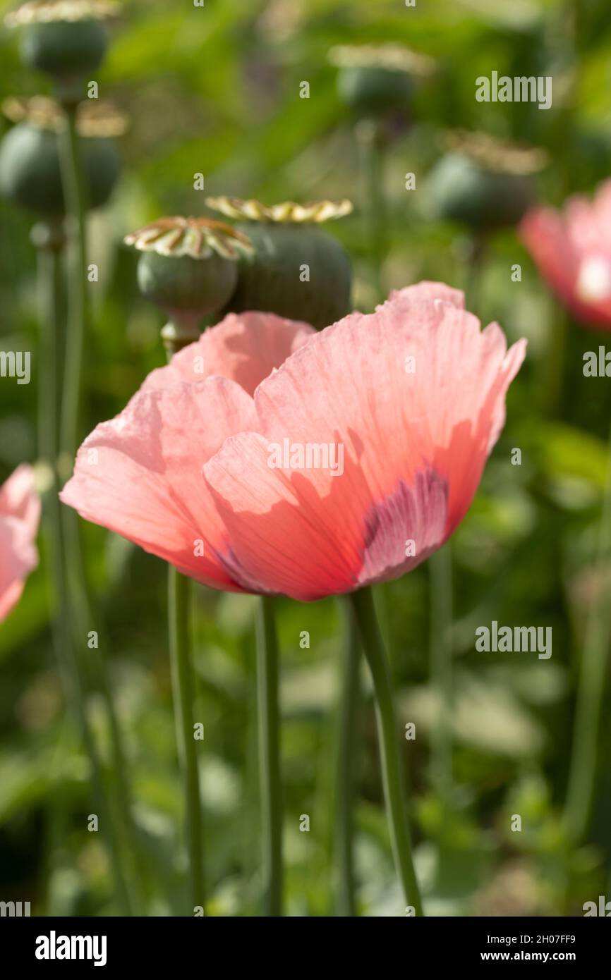Translucent pink opium poppy (Papaver somniferum), bloom with seed ...