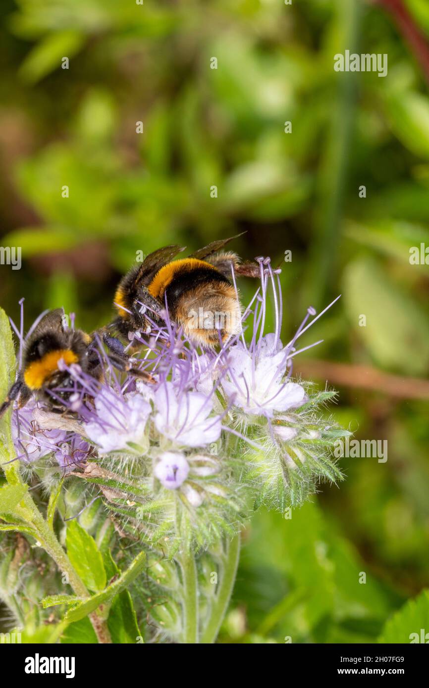 Bee friendly Phacelia tanacetifolia flowering in bright sunshine with ...