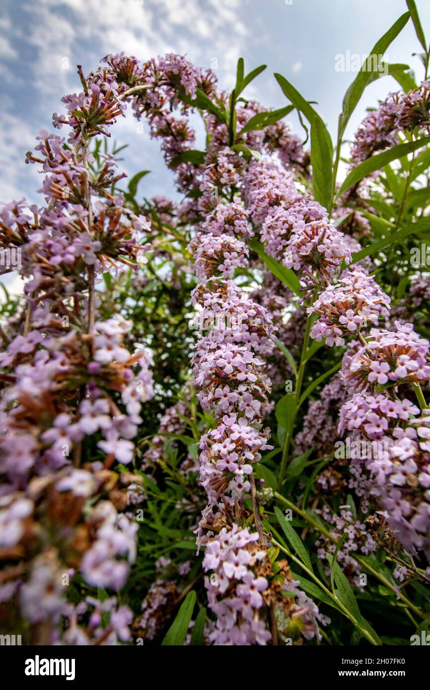 Close-up bountiful weeping Buddleja (Buddleja alternifolia), in a ...