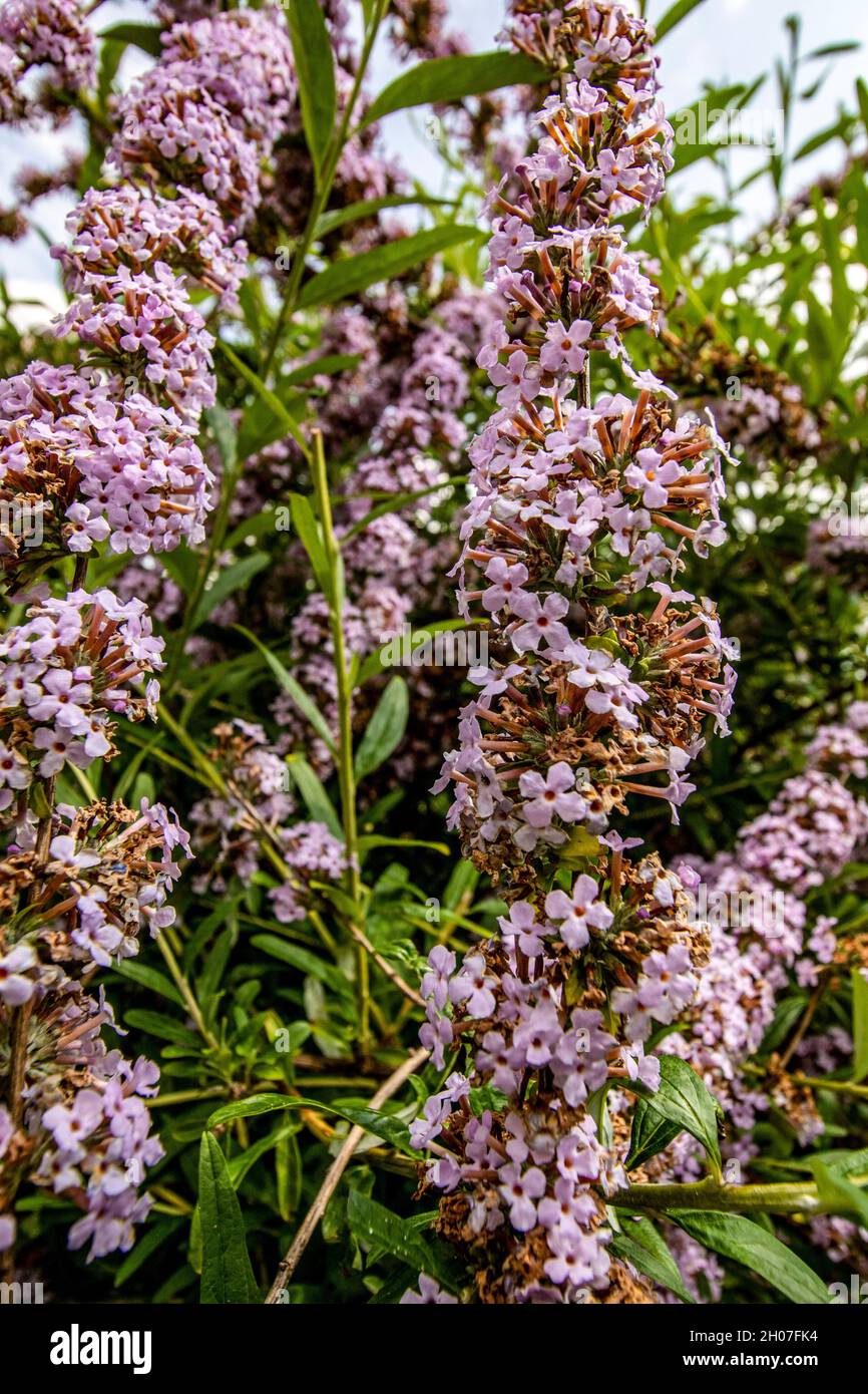 Close-up bountiful weeping Buddleja (Buddleja alternifolia), in a ...