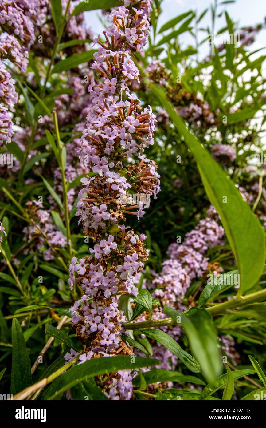 Close-up bountiful weeping Buddleja (Buddleja alternifolia), in a ...