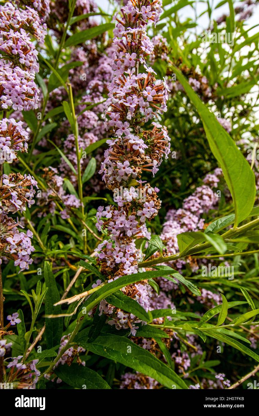 Close-up bountiful weeping Buddleja (Buddleja alternifolia), in a ...