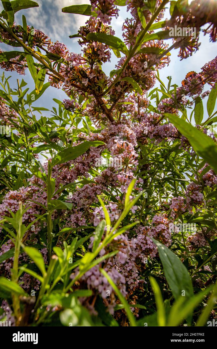Close-up bountiful weeping Buddleja (Buddleja alternifolia), in a ...
