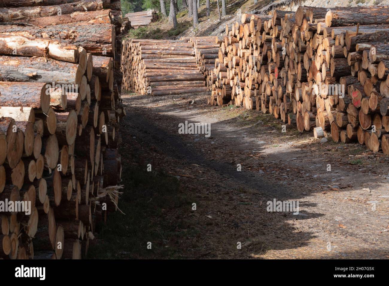 Piles of Scots Pine (Pinus Sylvestris) Logs Stacked at the Side of a ...