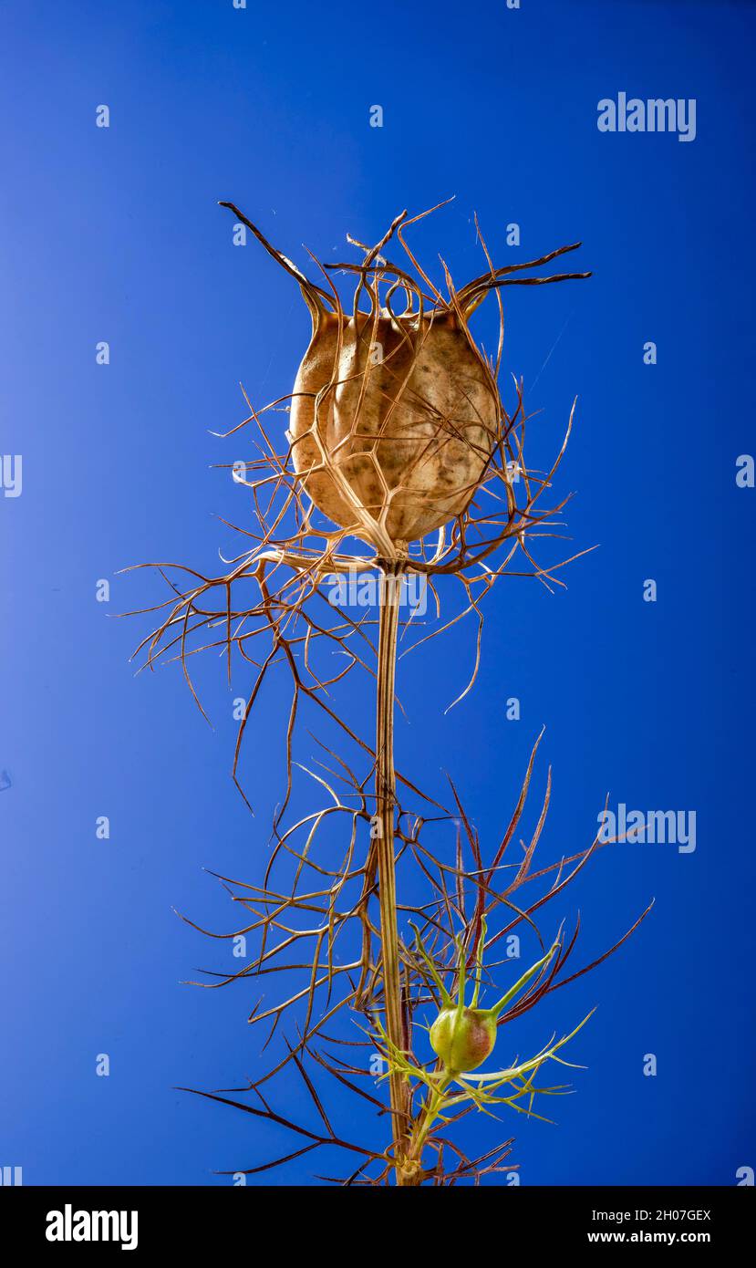 Vivid close up still life of Nigella damascena, love-in-a-mist, Spanish ...