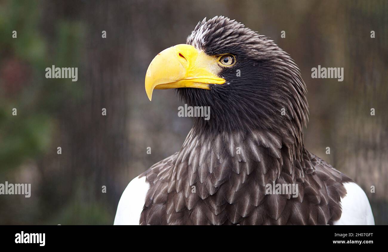 Haliaeetus pelagicus, side portrait of Steller's sea eagle Stock Photo ...