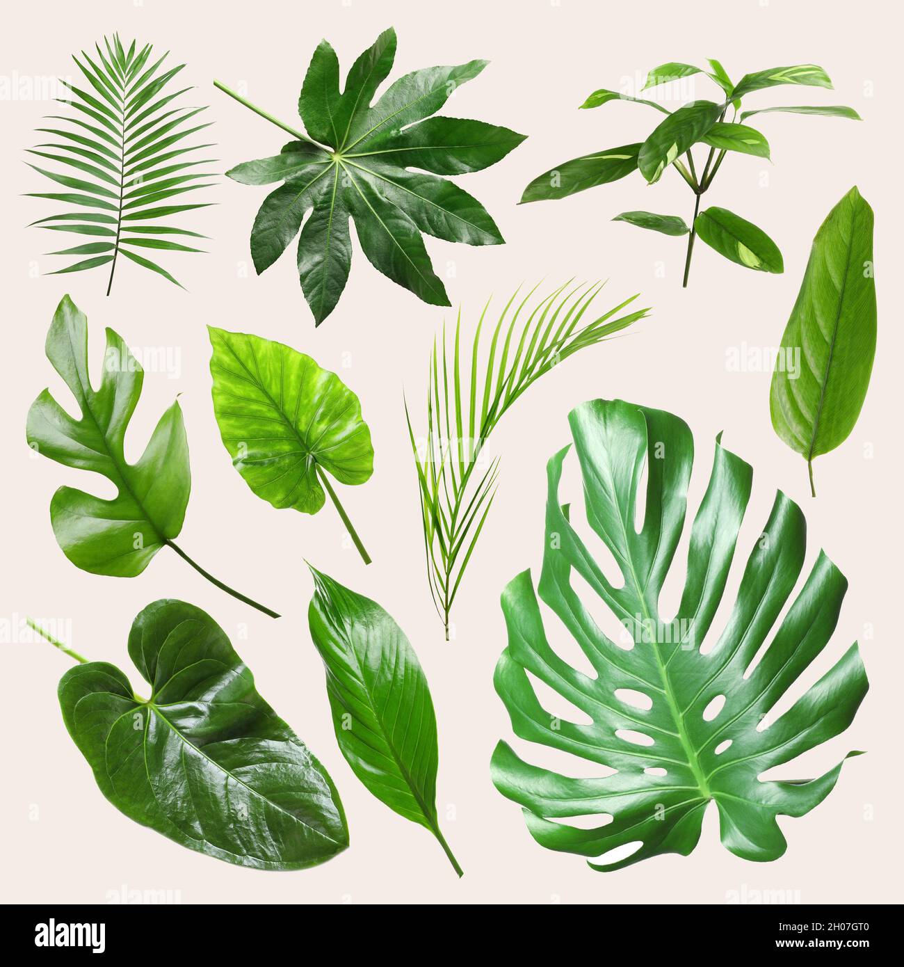 Set of different tropical leaves on light background Stock Photo - Alamy
