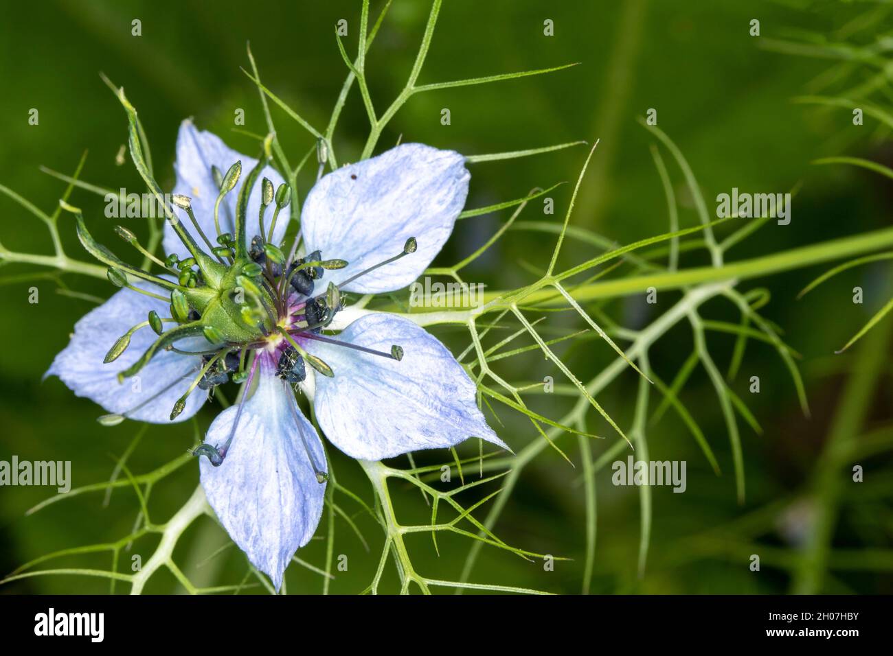 Close up natural garden plant portrait of Nigella damascena, love-in-a ...