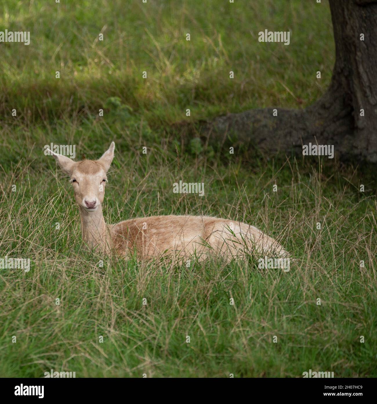 Beautiful image of fallow deer Dama Dama in lush green Summer field ...