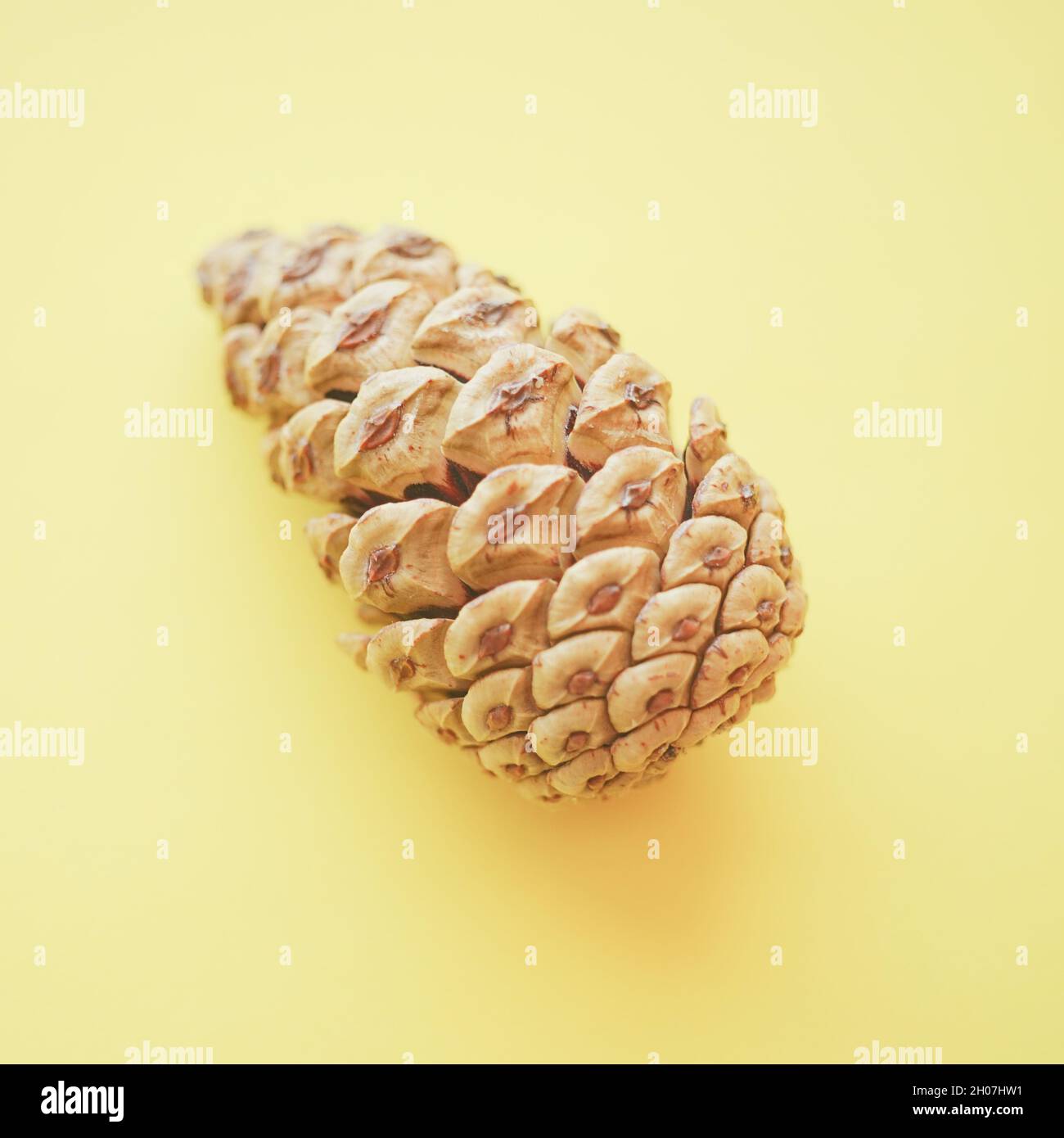 one pine cone on a pale yellow paper table Stock Photo - Alamy