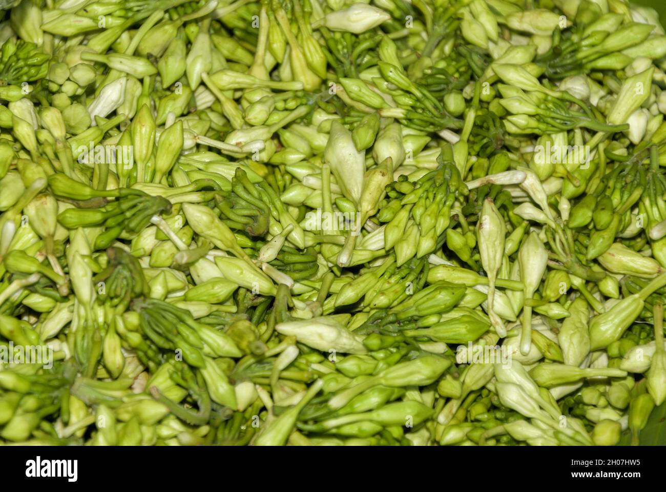 Organic food flower of Loroco. Guatemala. Fernaldia pandurata Stock ...