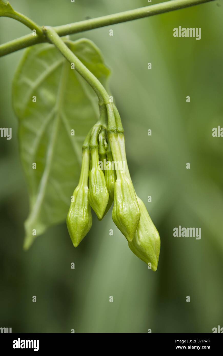 Organic food flower of Loroco. Guatemala. Fernaldia pandurata Stock ...