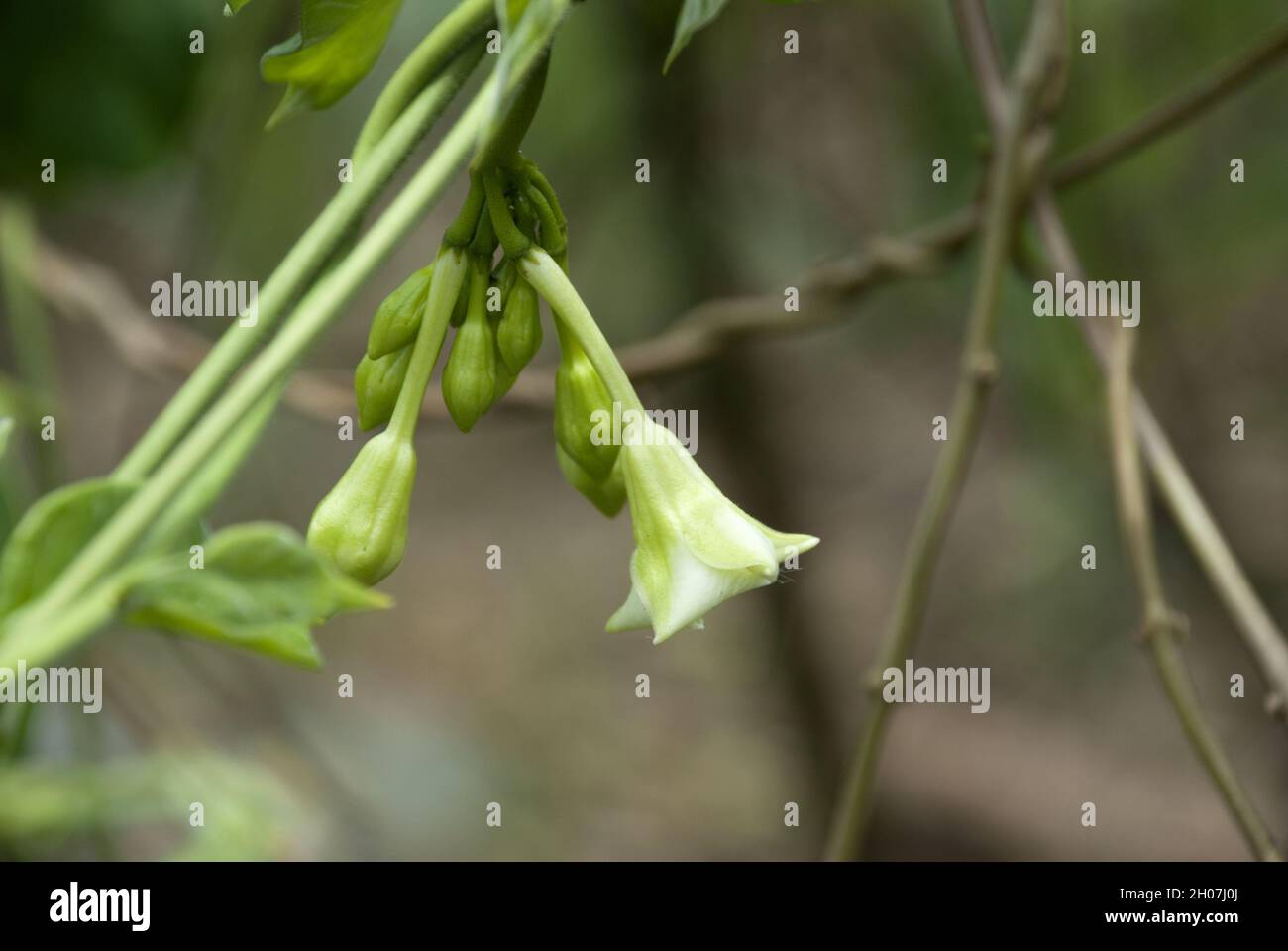 Organic food flower of Loroco. Guatemala. Fernaldia pandurata Stock ...