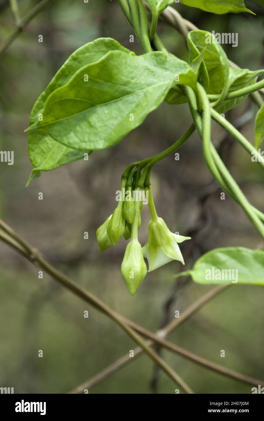 Organic food flower of Loroco. Guatemala. Fernaldia pandurata Stock ...