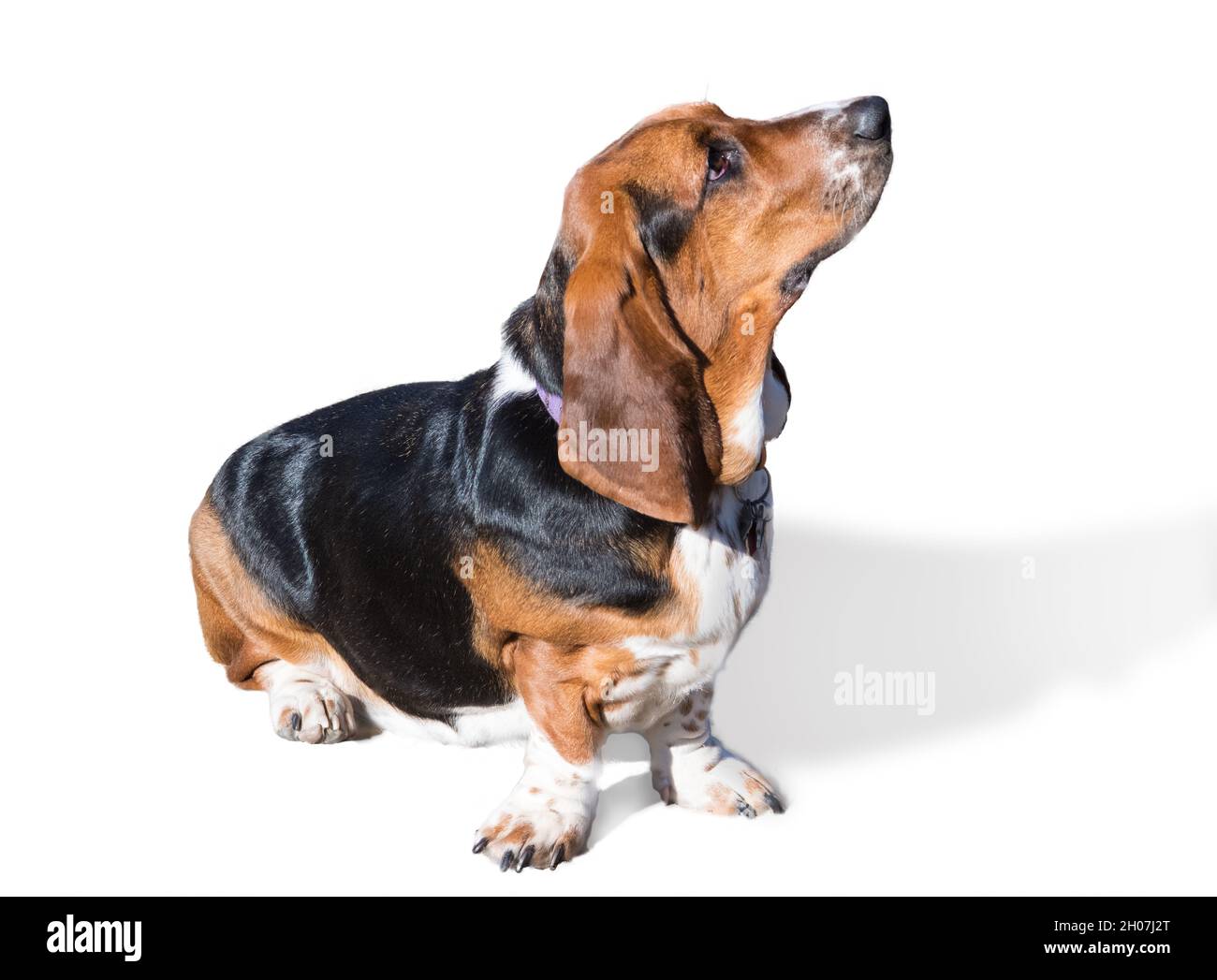 Droopy eyes hi-res stock photography and images - Alamy