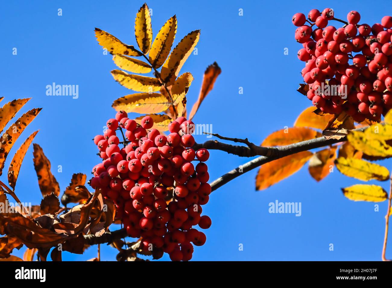 Bunches red rowan berries on hi-res stock photography and images - Alamy