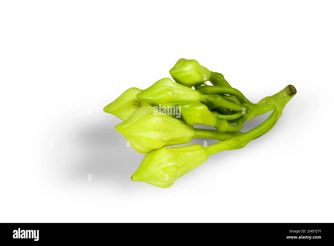 Organic food flower of Loroco. Guatemala. Fernaldia pandurata Stock ...