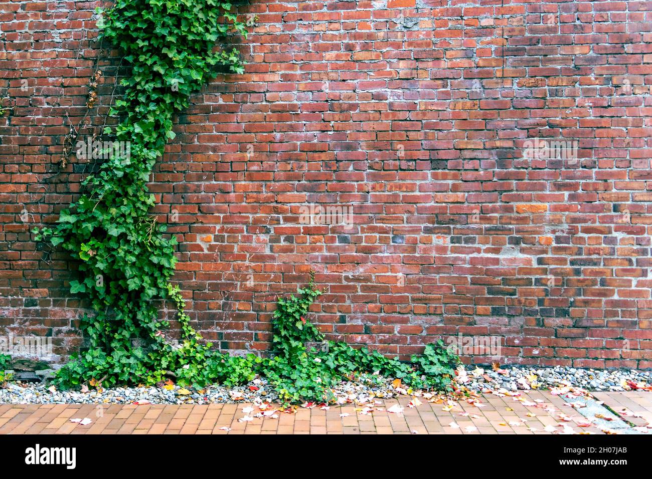 Ivy covered brick wall Stock Photo - Alamy