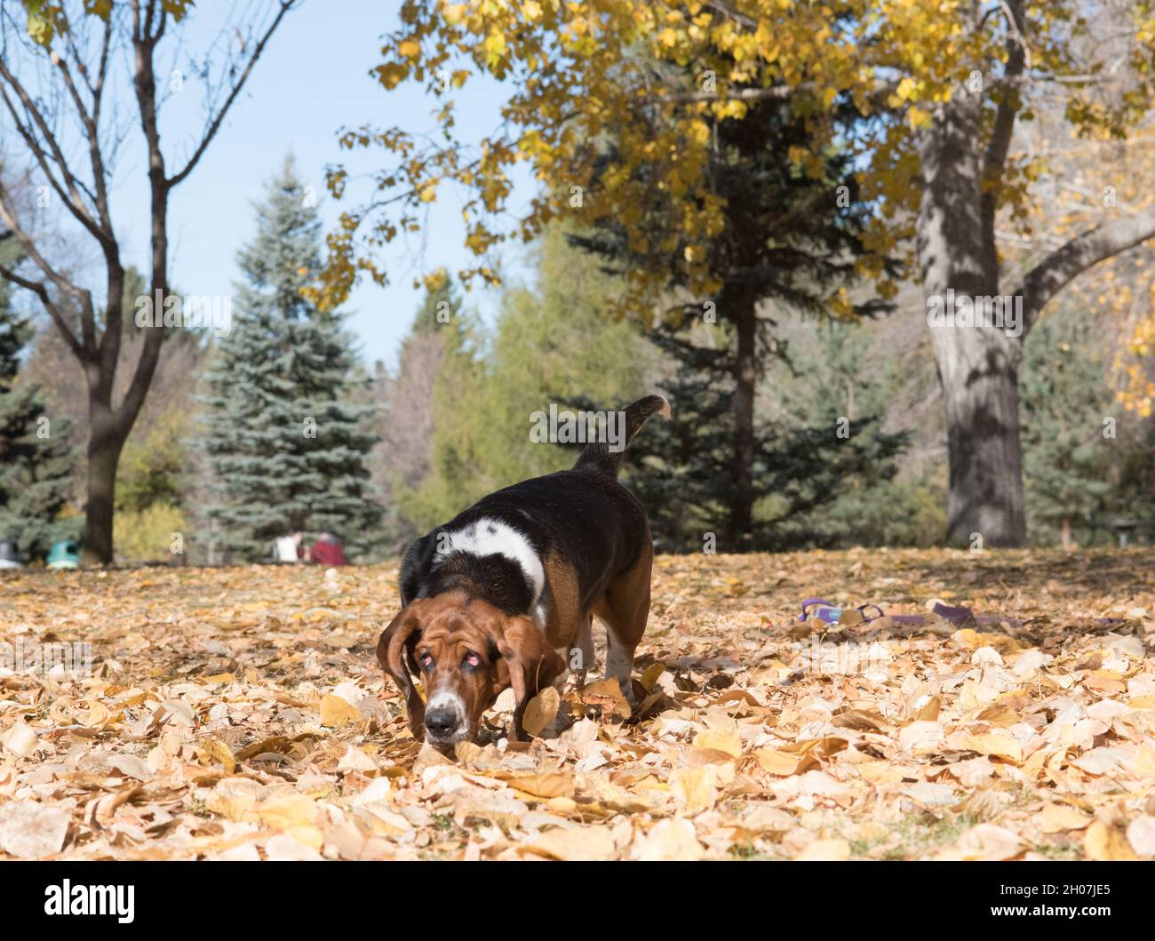 Droopy dog hi-res stock photography and images - Alamy