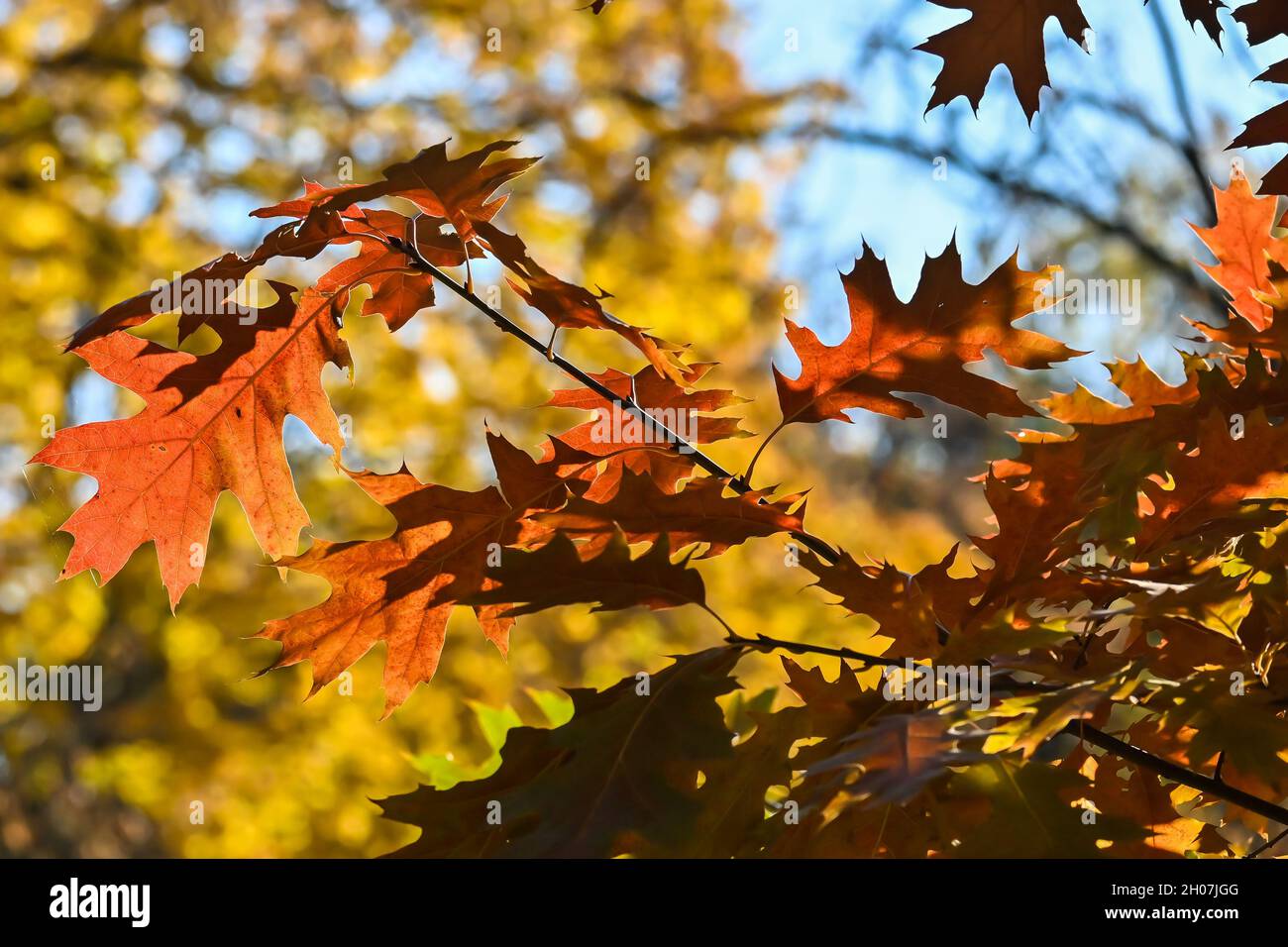 Leaf autumn season design hi-res stock photography and images - Alamy