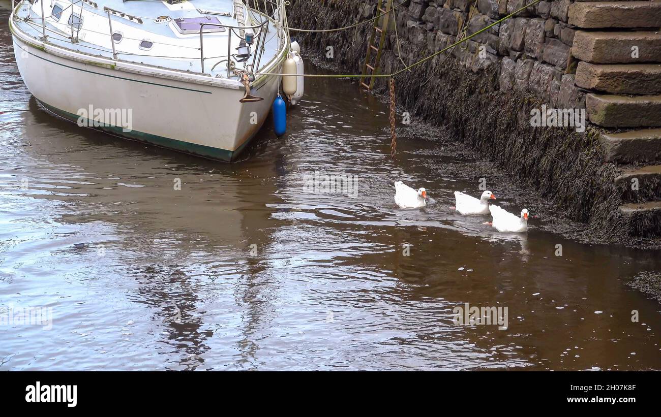 three geese swimming together against the flow in Port Penrhyn Dock ...