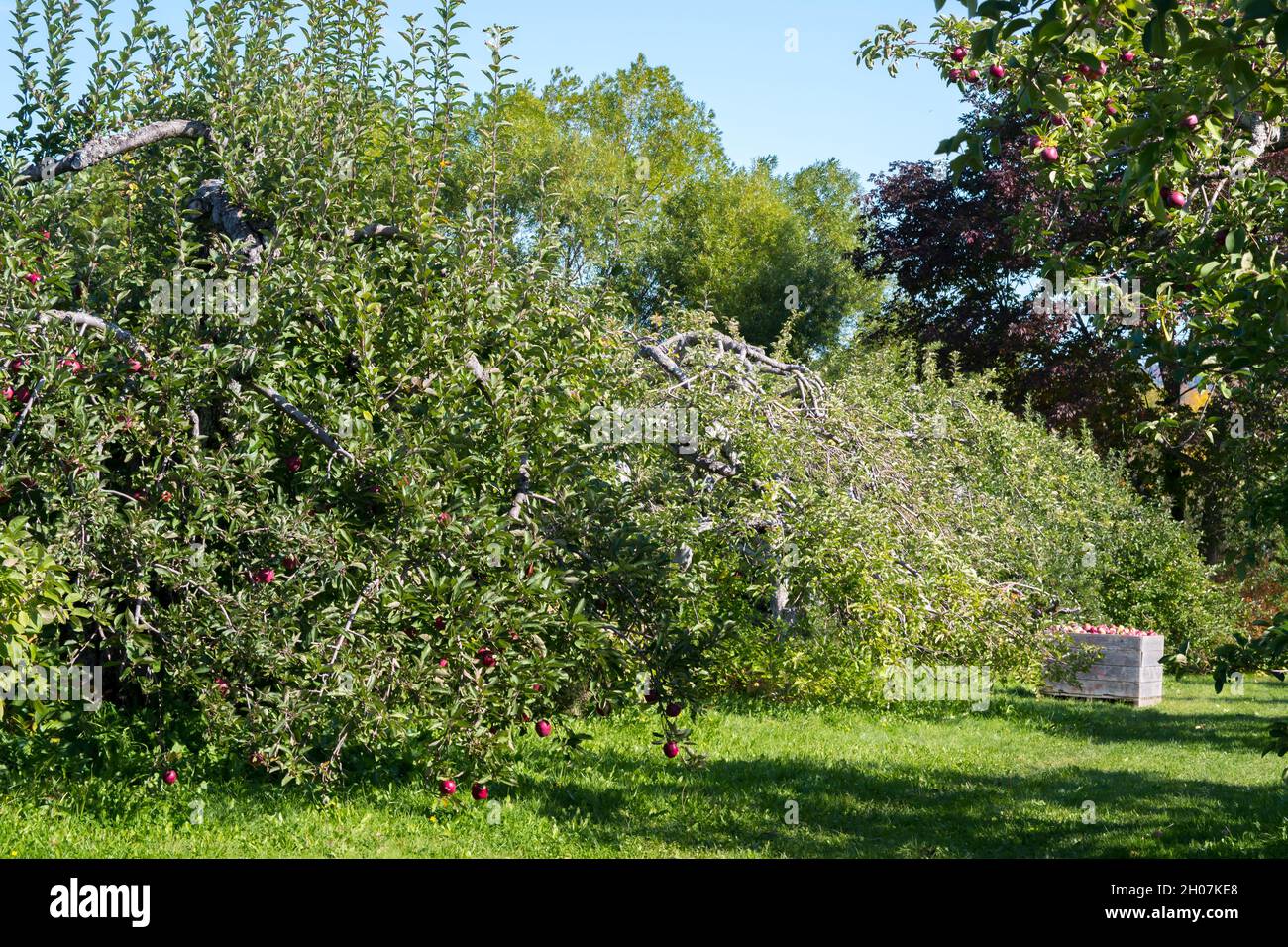 U pick orchard hi-res stock photography and images - Alamy