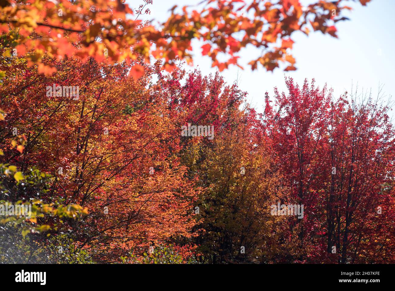 Fall Colours in a wooded area in October in New Brunswick Stock Photo ...