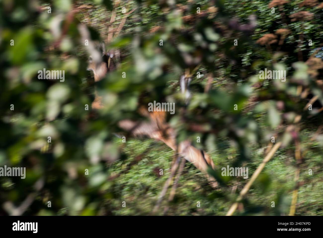 Startled hi-res stock photography and images - Alamy