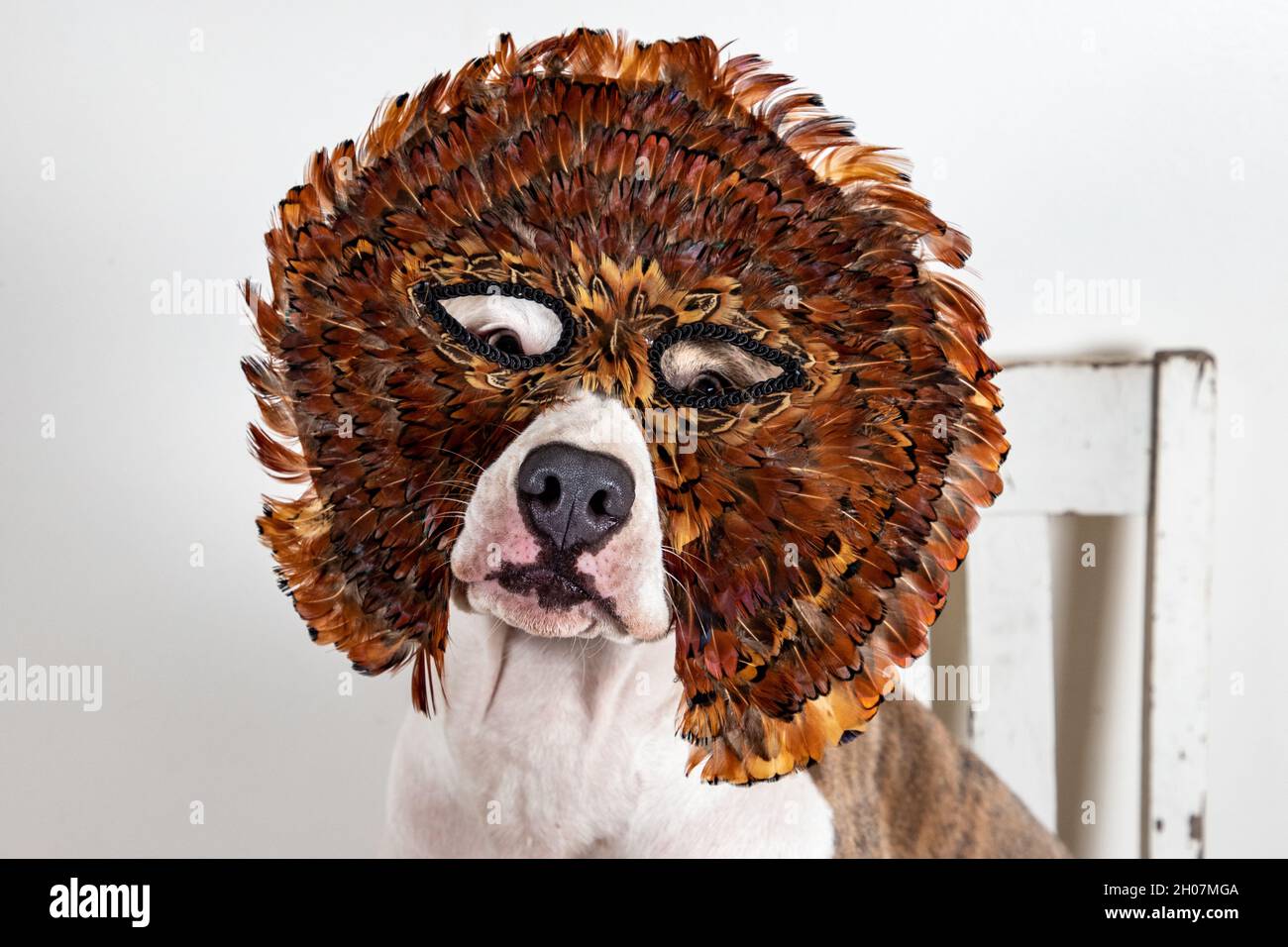 Dog wearing poppy hi-res stock photography and images - Alamy