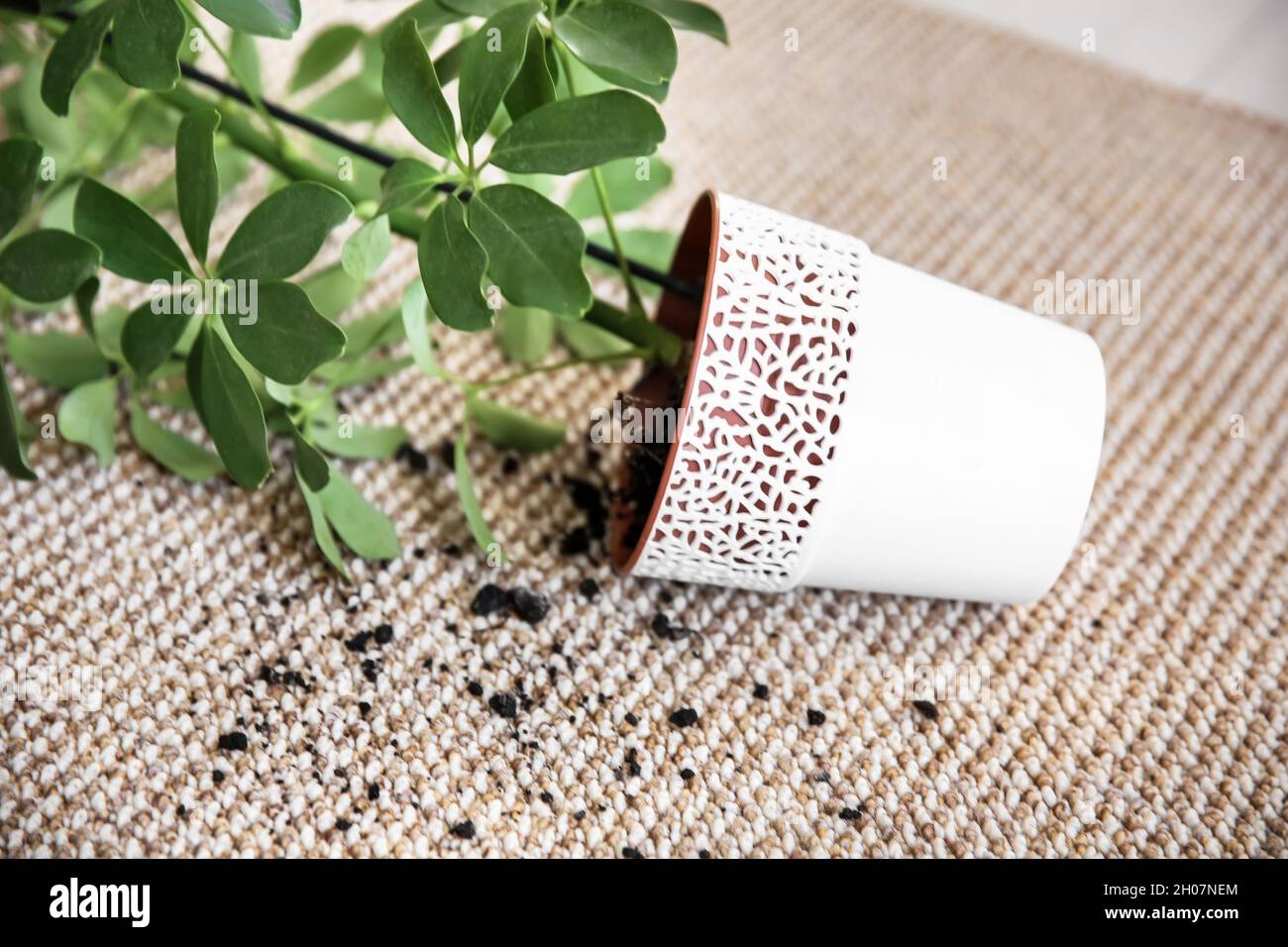 Overturned pot with houseplant on carpet Stock Photo - Alamy