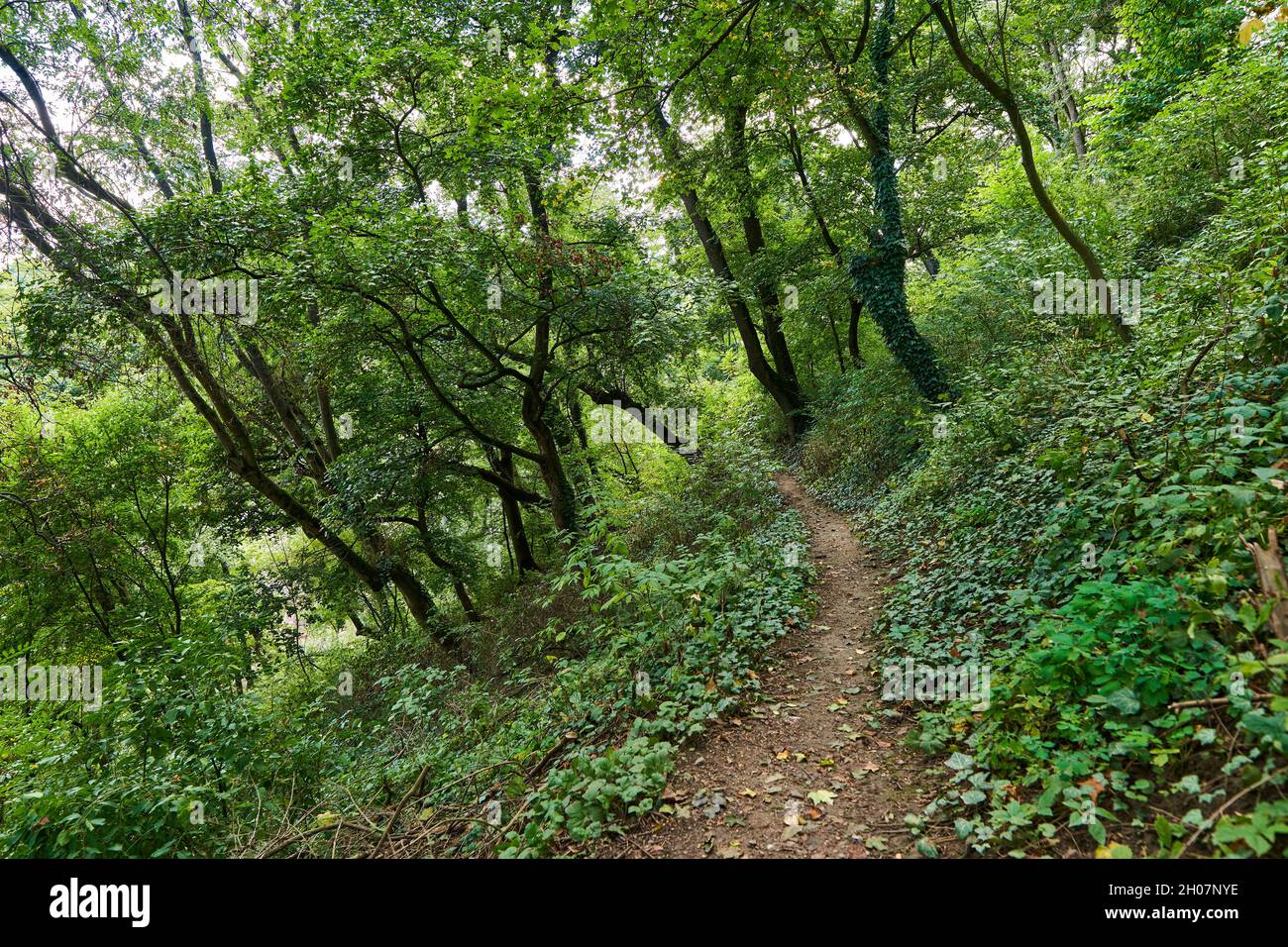Hiking trail in the forest with deciduous trees Stock Photo - Alamy
